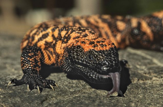 Gila Monster Facts | Anatomy, Diet, Habitat, Reproduction - Animals Time