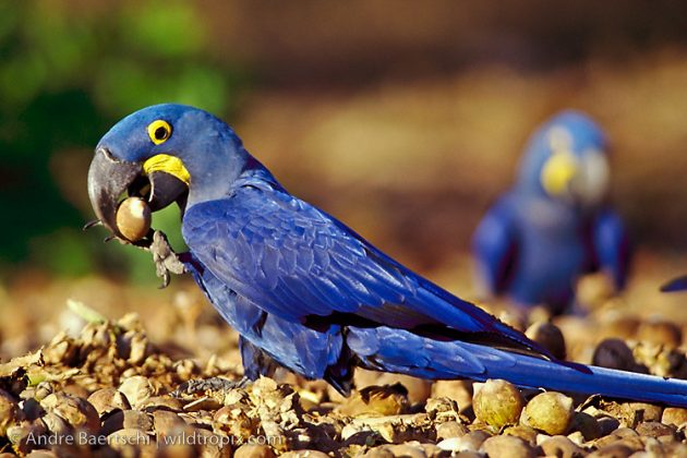 Blue And Yellow Macaw Facts | Habitat And Diet
