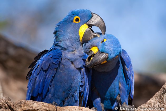 Hyacinth Macaw Facts | Anatomy, Diet, Habitat, Behavior - Animals Time