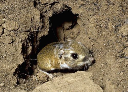 Kangaroo Rat Facts | Behavior, Diet, Habitat, Reproduction - Animals Time