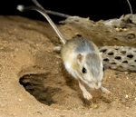 Kangaroo Rat Facts | Behavior, Diet, Habitat, Reproduction - Animals Time