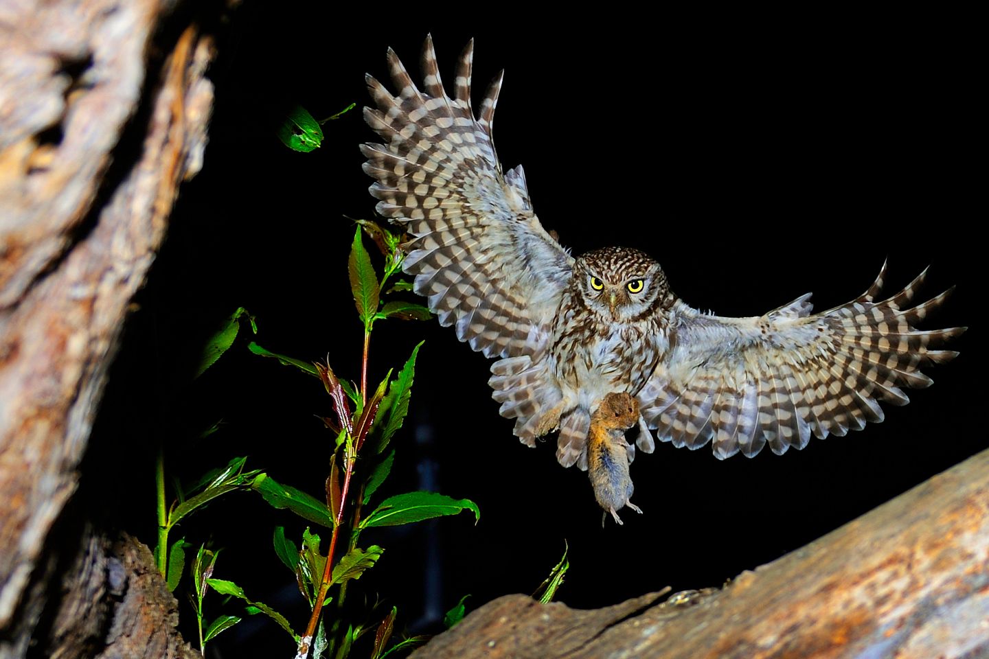 Facts about Nocturnal Animals | From Birds to Mammals - Animals Time