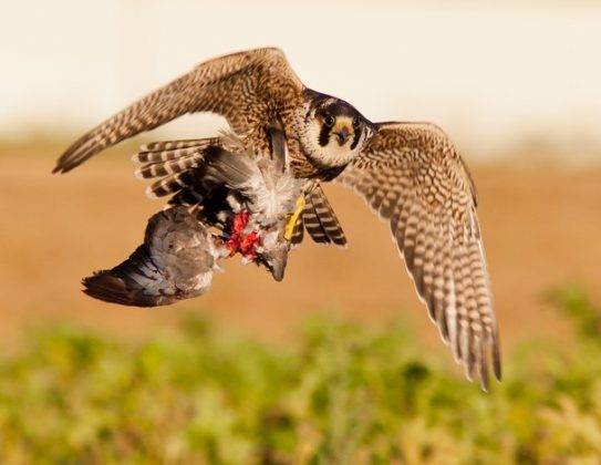 Peregrine Falcon Facts For Kids | Peregrine Falcon Diet & Habitat