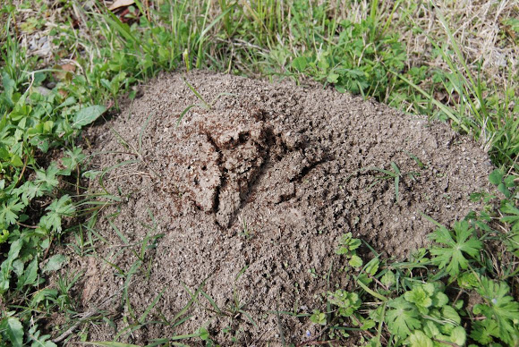 Red Imported Fire Ant Facts | Anatomy, Diet, Behavior - Animals Time