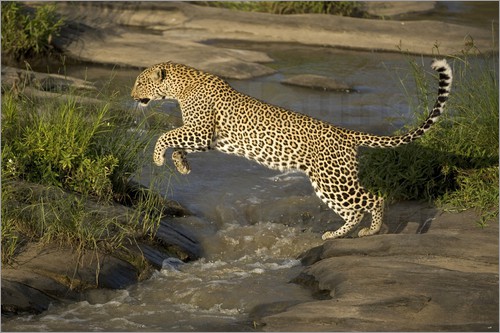 African Leopard Facts | Anatomy, Diet, Habitat, Behavior - Animals Time