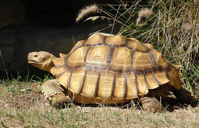 African Spurred Tortoise Facts | Anatomy, Diet, Habitat, Behavior ...
