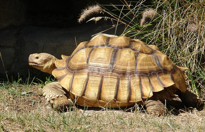 African Spurred Tortoise Facts | Anatomy, Diet, Habitat, Behavior ...