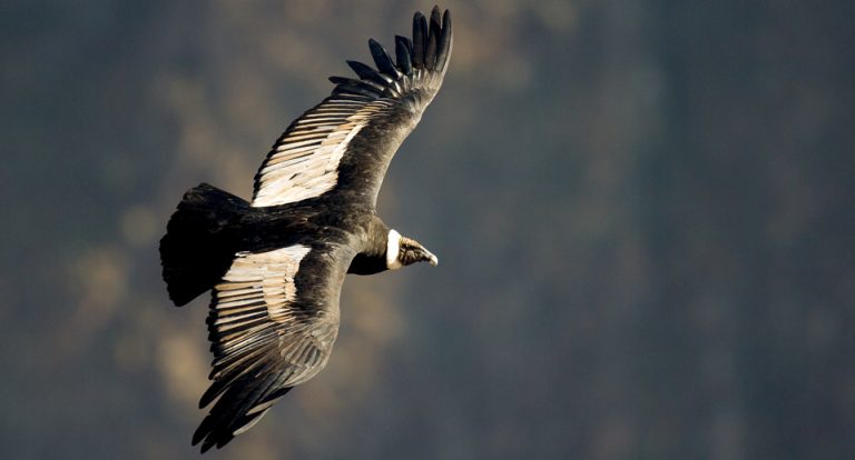 Andean Condor Facts | Anatomy, Diet, Habitat, Behavior - Animals Time Andean Condor Facts | Anatomy, Diet, Habitat, Behavior - Animals Time