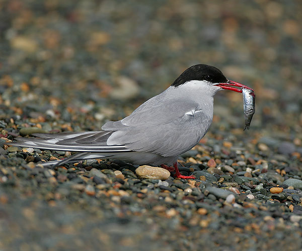 Arctic Tern Facts | Anatomy, Diet, Habitat, Behavior - Animals Time