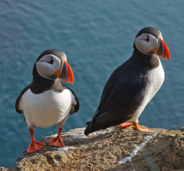 Atlantic Puffin Facts | Anatomy, Diet, Habitat, Behavior - Animals Time