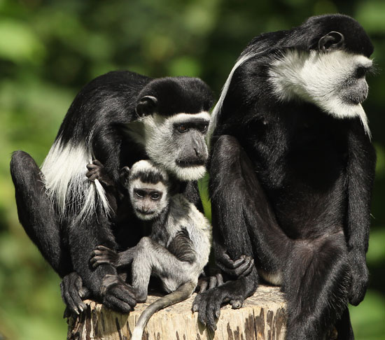 Colobus Monkey Facts | Anatomy, Diet, Habitat, Behavior - Animals Time Colobus Monkey Facts | Anatomy, Diet, Habitat, Behavior - Animals Time