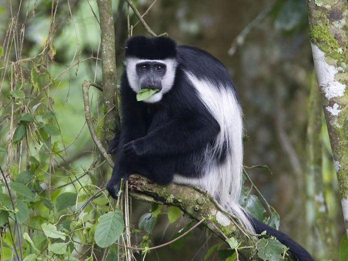 Colobus Monkey Facts | Anatomy, Diet, Habitat, Behavior - Animals Time Colobus Monkey Facts | Anatomy, Diet, Habitat, Behavior - Animals Time