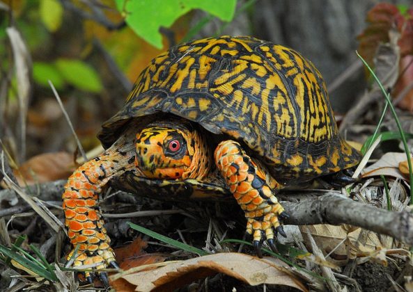 Eastern Box Turtle Facts | Anatomy, Diet, Habitat, Behavior - Animals Time