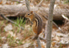 Eastern Chipmunk Facts | Anatomy, Diet, Habitat, Behavior - Animals Time