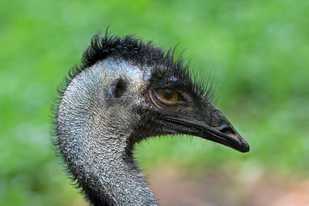 Emu Bird Facts | Anatomy, Diet, Habitat, Behavior - Animals Time
