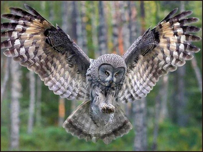 Great Grey Owl Facts | Anatomy, Diet, Habitat, Behavior - Animals Time