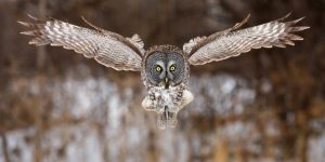 Great Horned Owl Facts For Kids | Great Horned Owl Diet & Habitat