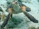 Hawksbill Sea Turtle Facts | Anatomy, Diet, Habitat, Behavior - Animals ...