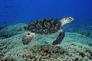 Green Sea Turtle Facts | Green Sea Turtle Habitat & Diet