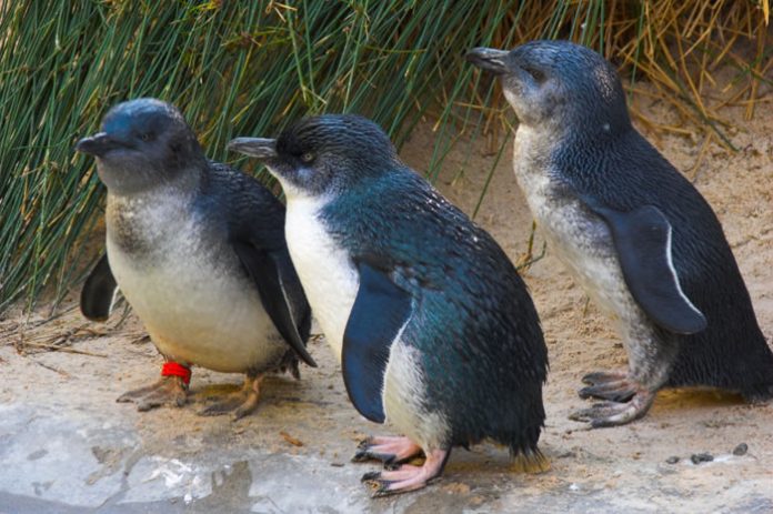 Little Blue Penguin Facts | Anatomy, Diet, Habitat, Behavior - Animals Time