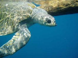 Green Sea Turtle Facts | Green Sea Turtle Habitat & Diet