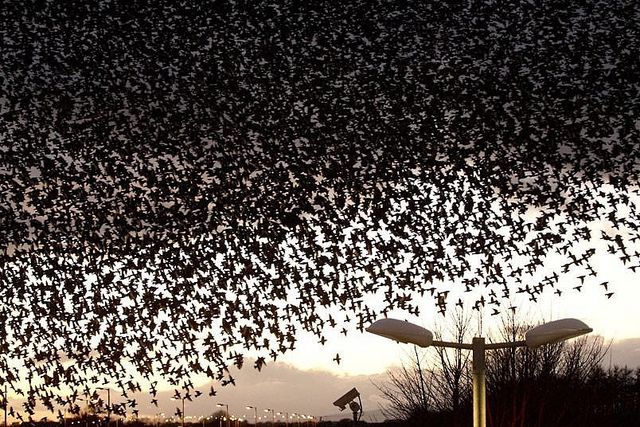 Passenger Pigeon Facts | Anatomy, Diet, Habitat, Behavior - Animals Time