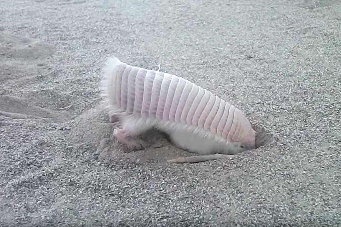 Pink Fairy Armadillo Facts | Anatomy, Diet, Habitat, Behavior - Animals ...