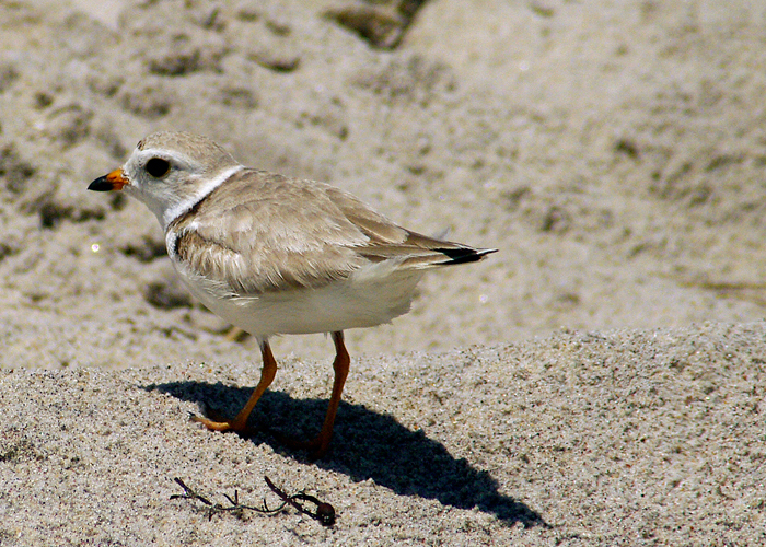 Piping Plover Facts | Anatomy, Diet, Habitat, Behavior - Animals Time