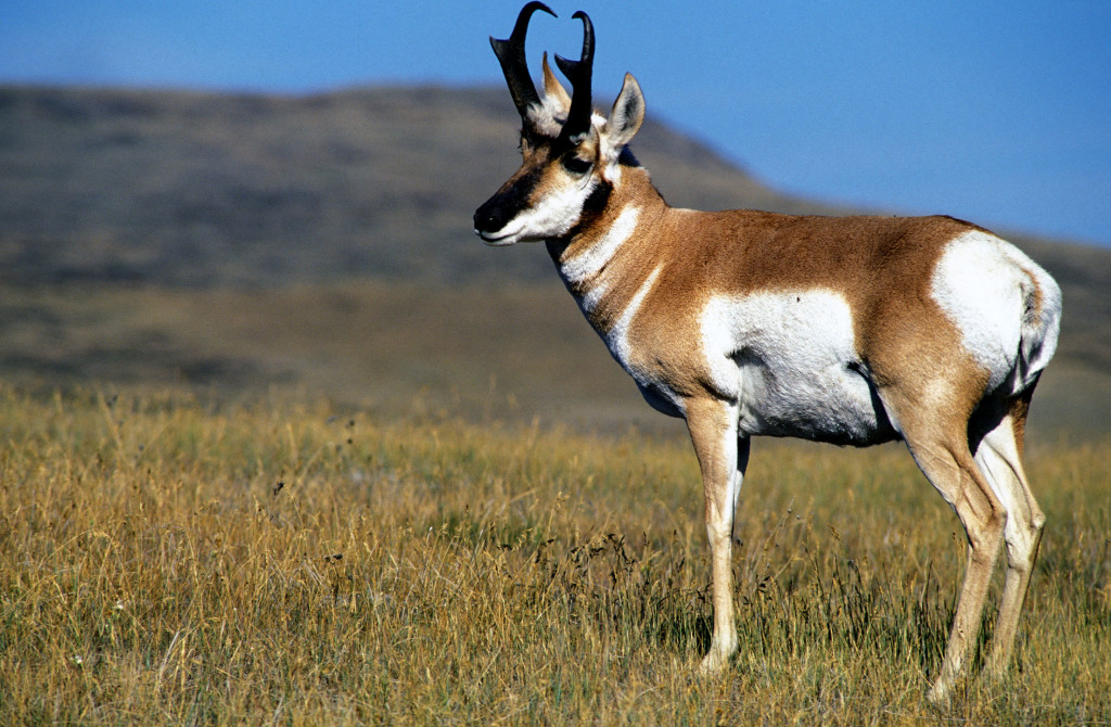 Pronghorn Antelope Facts | Anatomy, Diet, Habitat, Behavior - Animals Time