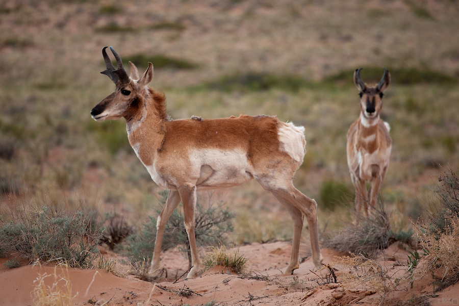 Pronghorn Antelope Facts | Anatomy, Diet, Habitat, Behavior - Animals Time