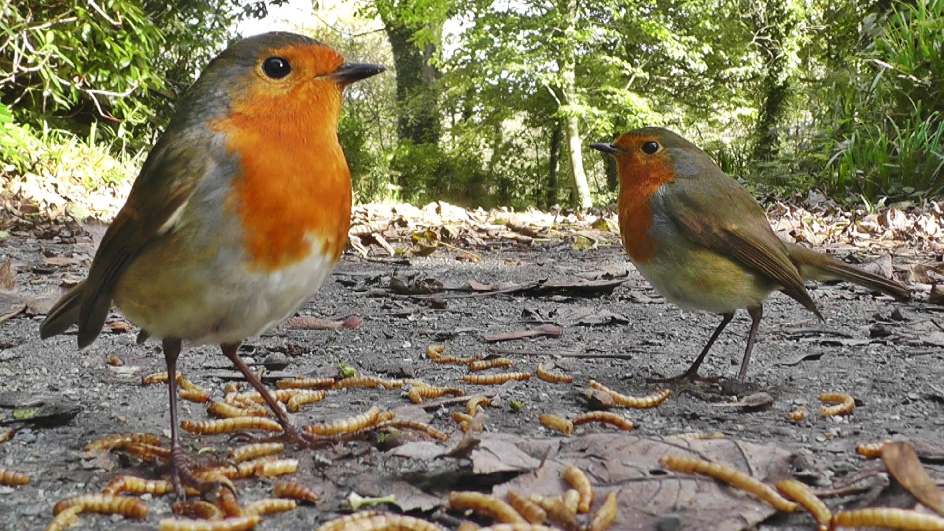 Robin Redbreast Facts | Anatomy, Diet, Habitat, Behavior - Animals Time