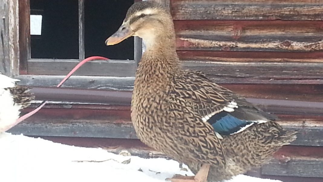 Rouen Duck Facts | Anatomy, Diet, Reproductive Behavior - Animals Time