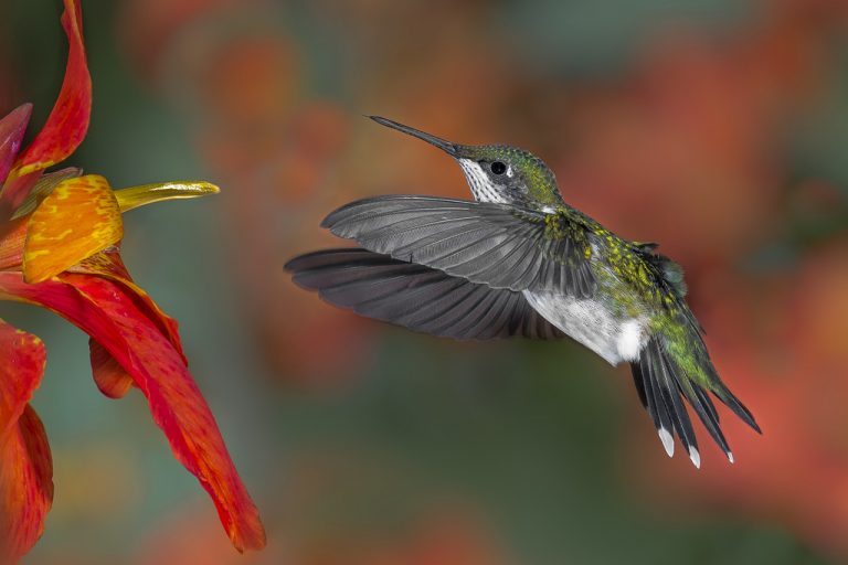 Ruby Throated Hummingbird Facts | Anatomy, Diet, Habitat, Behavior ...