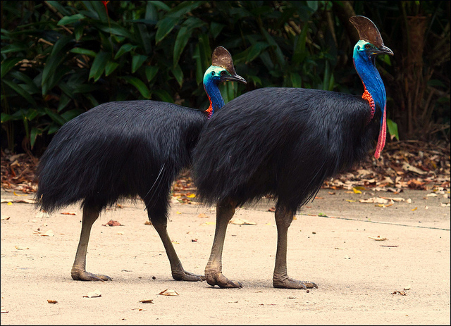 Southern Cassowary Facts | Anatomy, Diet, Habitat, Behavior - Animals Time