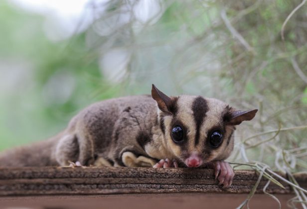 Sugar Glider Facts | Anatomy, Diet, Habitat, Behavior - Animals Time