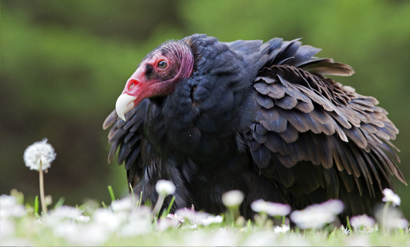 Turkey Vulture Facts | Anatomy, Diet Habitat, Behavior - Animals Time