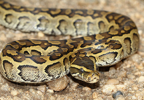 African Rock Python Facts | Anatomy, Diet, Habitat, Behavior - Animals Time