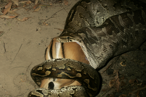 African Rock Python Facts | Anatomy, Diet, Habitat, Behavior - Animals Time