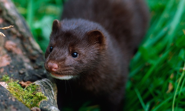 American Mink Facts | Anatomy, Diet, Habitat, Behavior - Animals Time