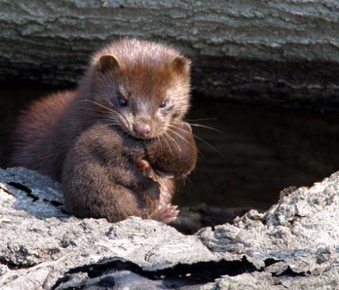 American Mink Facts | Anatomy, Diet, Habitat, Behavior - Animals Time