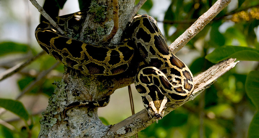Burmese Python Facts | Anatomy, Diet, Habitat, Behavior - Animals Time