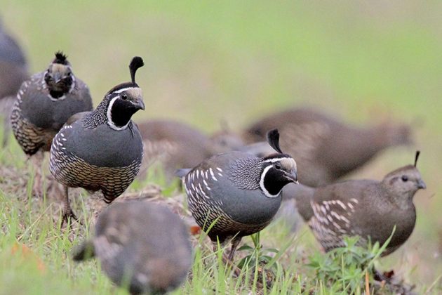 California Quail Facts | Anatomy, Diet, Habitat, Behavior - Animals Time