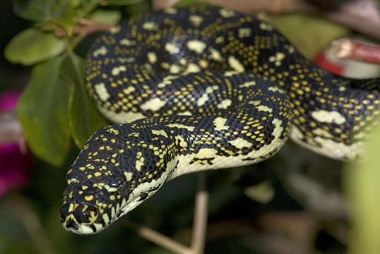 Diamond Python Facts | Anatomy, Diet, Habitat, Behavior - Animals Time