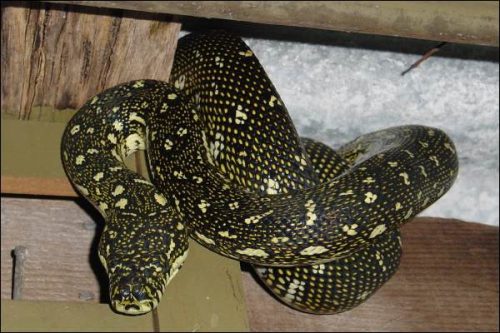 Green Tree Python Facts | Anatomy, Diet, Habitat, Behavior - Animals Time