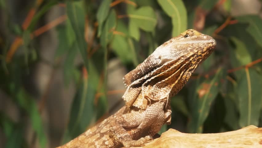 Frilled Neck Lizard Facts | Anatomy, Diet, Habitat, Behavior - Animals Time