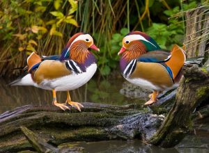 Mandarin Duck Facts | Anatomy, Diet, Habitat, Behavior - Animals Time