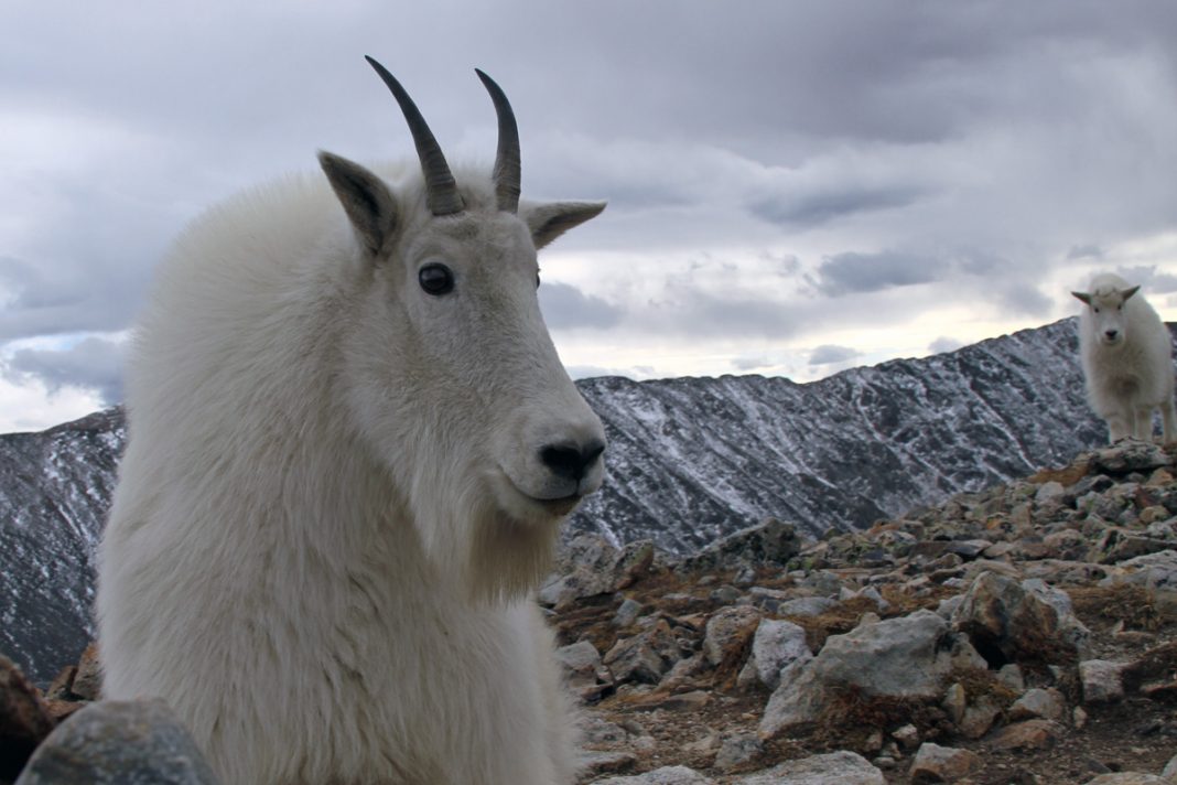 Mountain Goat Facts | Anatomy, Diet, Habitat, Behavior - Animals Time