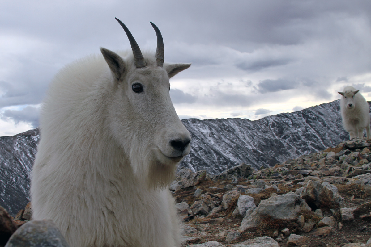 Mountain Goat Facts | Anatomy, Diet, Habitat, Behavior - Animals Time