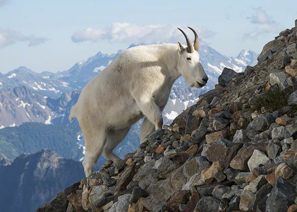 Mountain Goat Facts | Anatomy, Diet, Habitat, Behavior - Animals Time