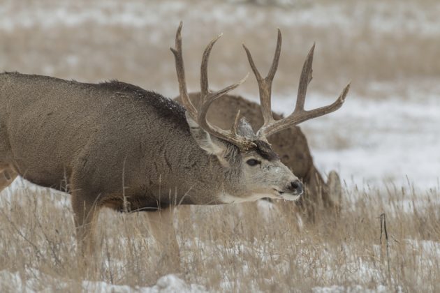Mule Deer Facts | Anatomy, Diet, Feeding Behavior - Animals Time
